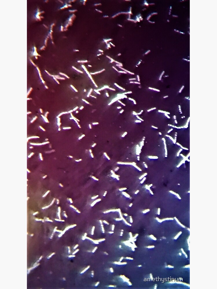 ""Bacillus cereus Negative Stain"" Sticker for Sale by amethystinum ...