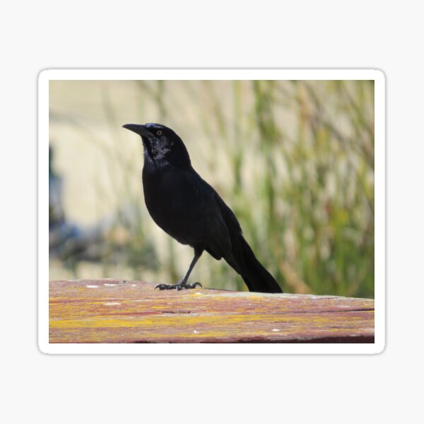 "Male Great-Tailed Grackle" Sticker for Sale by happynaturalist | Redbubble