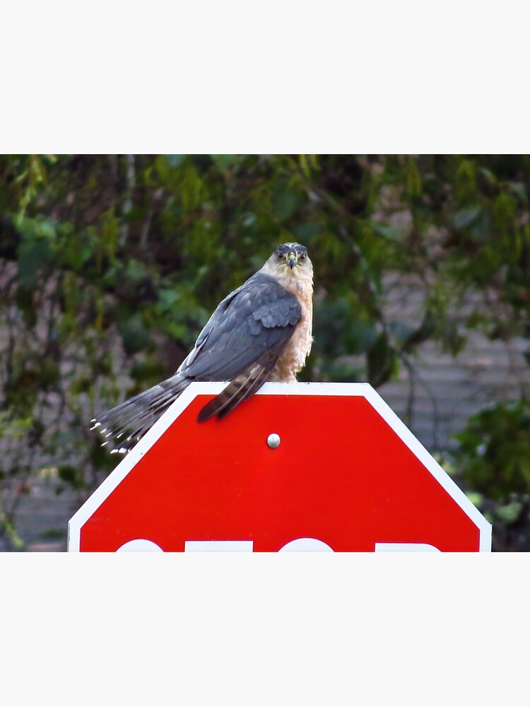 "Sharp Shinned Hawk on a Stop Sign" Sticker for Sale by happynaturalist ...