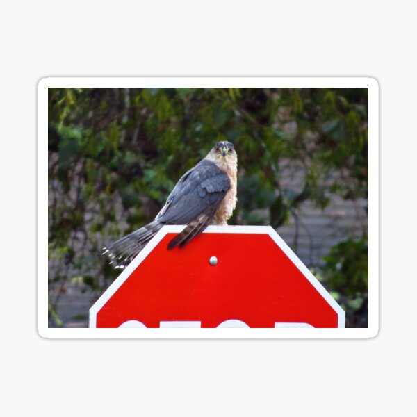 "Sharp Shinned Hawk on a Stop Sign" Sticker for Sale by happynaturalist ...