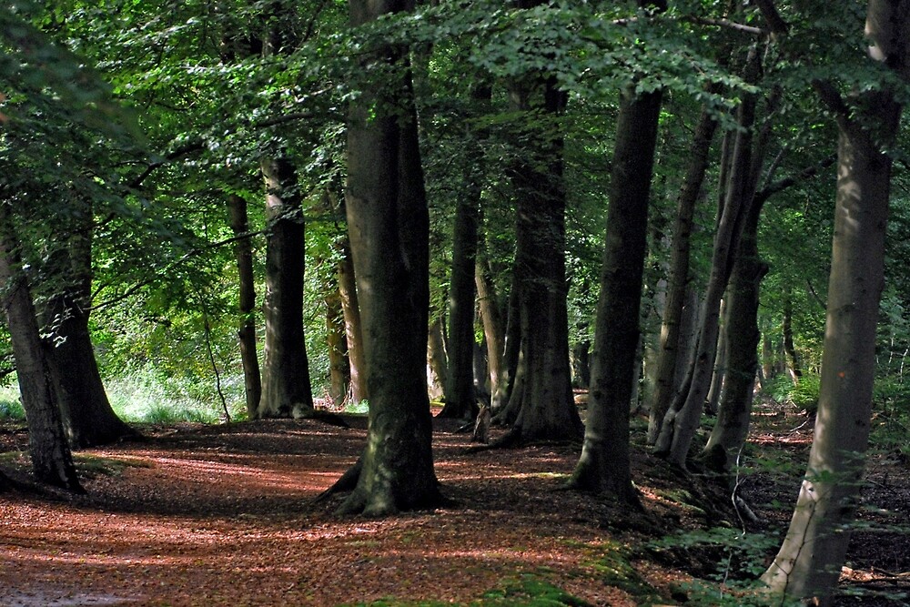 "Rijsterbos - Friesland - Netherlands" by Arie Koene | Redbubble