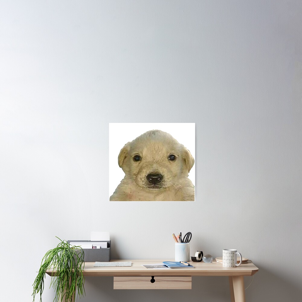"Jotchua meme jotchua dog " Poster for Sale by romanticists | Redbubble