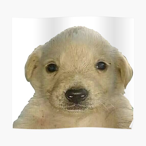 "Jotchua meme jotchua dog " Poster for Sale by romanticists | Redbubble