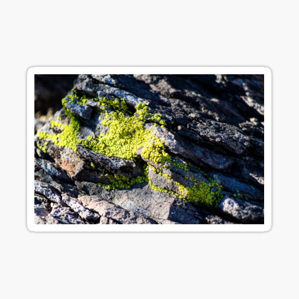 "Mini Creepers" Sticker for Sale by kimfrazierphoto | Redbubble