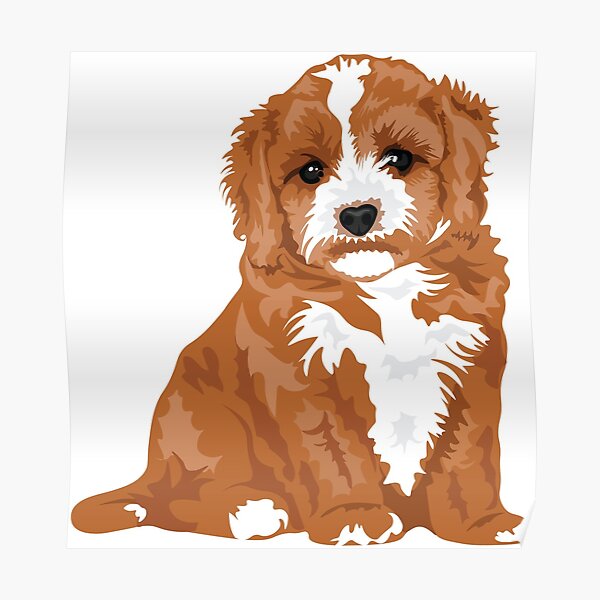 "Cavapoo Cartoon" Poster by hkerkering123 | Redbubble