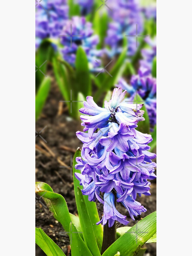 Pegatina «Copia de la flor del jacinto en el jardín (versión en color ...