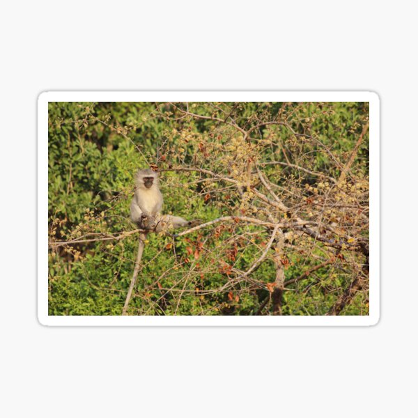 "Vervet Monkey In Canopy" Sticker for Sale by SliceOfTheWild | Redbubble