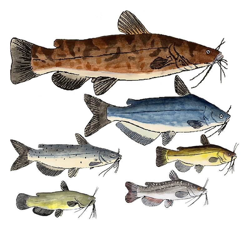 "North American Catfish Family" by fishfolkart | Redbubble