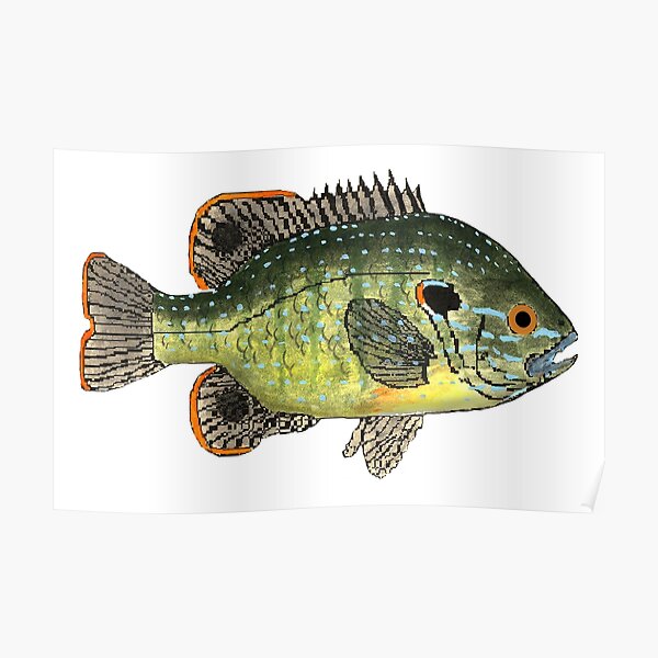 "Green Sunfish" Poster by fishfolkart | Redbubble