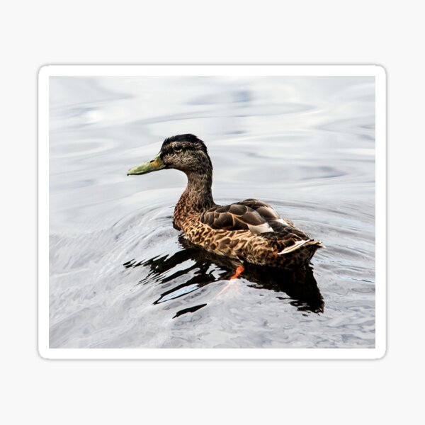 "Just Ducky!" Sticker for Sale by heatherfriedman | Redbubble