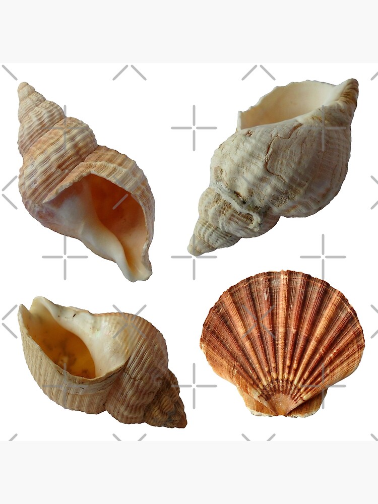 "Tropical Seashell Sticker Pack For Seashell Lovers" Poster for Sale by ...