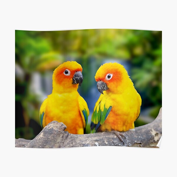 "Golden Sun Conure Couple. Beautiful Sun Parakeets with bright orange ...