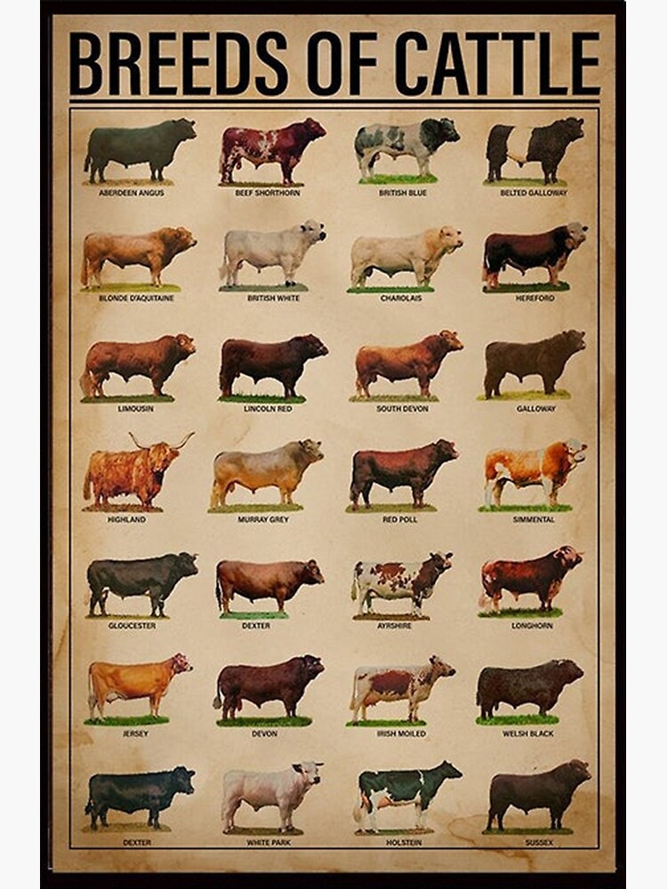 "Breeds Of Cattle Poster" Poster for Sale by dorelpow | Redbubble