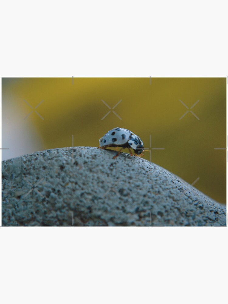 "Ash Gray Ladybug" Sticker for Sale by AdlerAntics | Redbubble