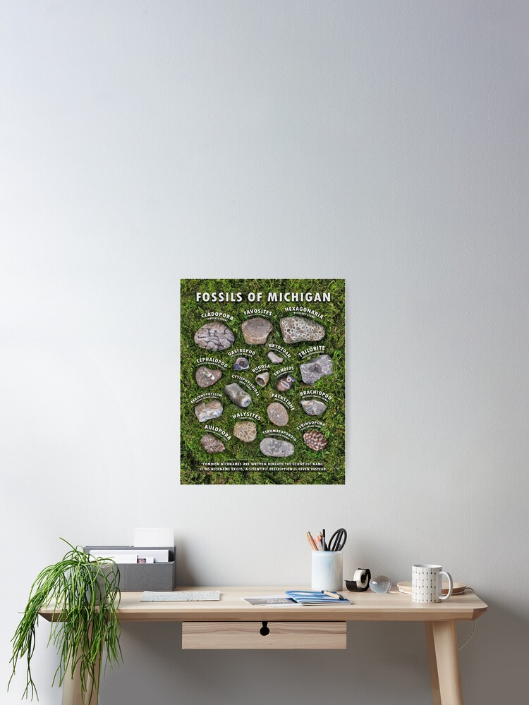 "Common Fossils of Michigan Identification Guide" Poster for Sale by ...