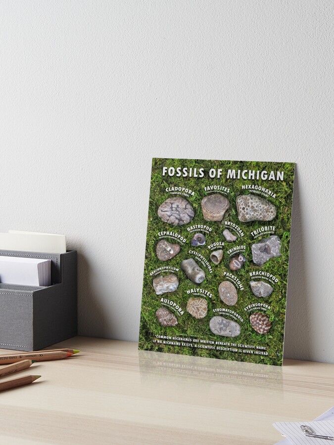 "Common Fossils of Michigan Identification Guide" Art Board Print for ...