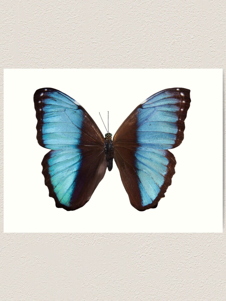 Impression artistique « Le papillon est devenu une métaphore de la ...