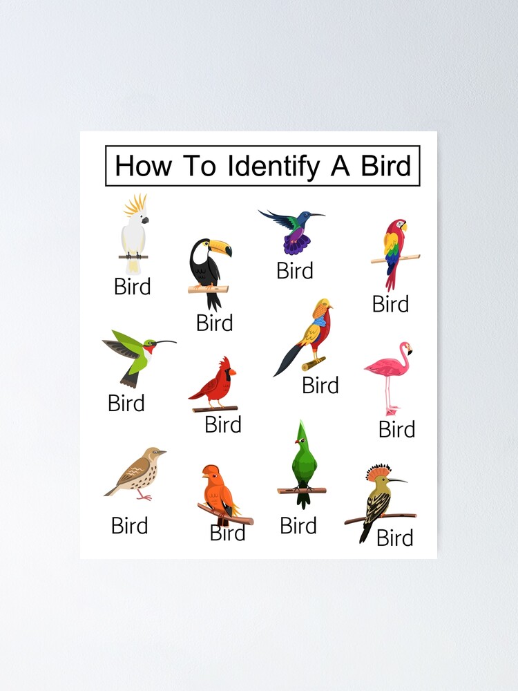 "How To Identify A Bird" Poster for Sale by alfa-rouk | Redbubble