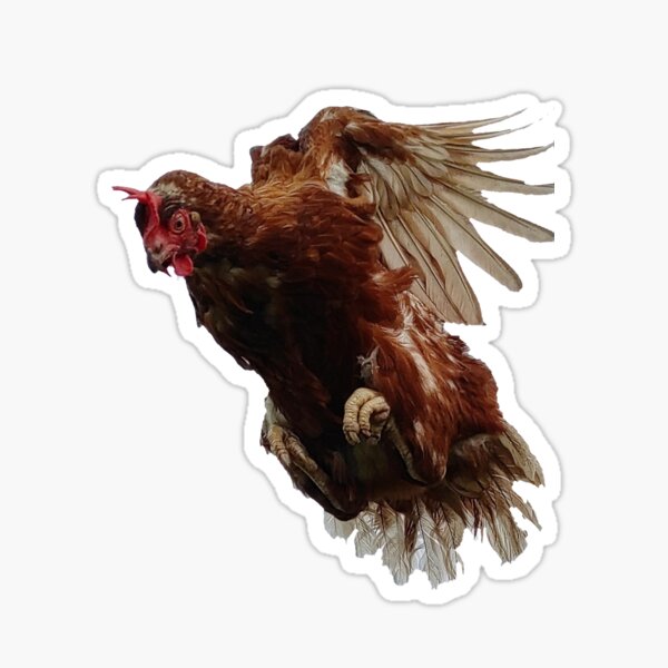 "Funny flying chicken" Sticker by VJcrew | Redbubble