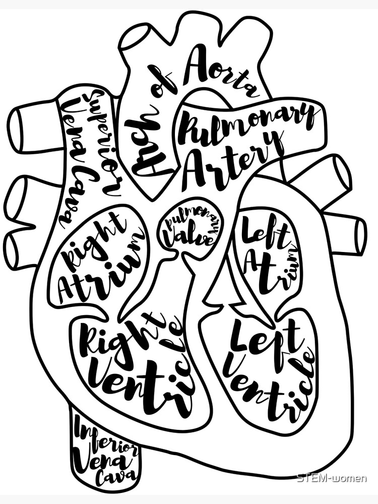 Póster «Corazón anatómico etiquetado» de STEM-women | Redbubble