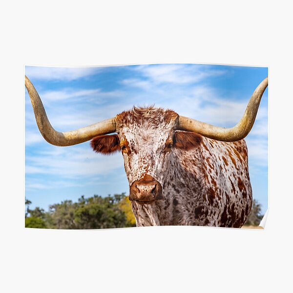 "Longhorn" Poster for Sale by BLPhoto | Redbubble