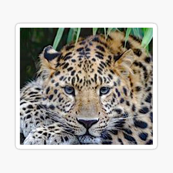 "A Stunning Amur Leopard Cub" Sticker by 23rdjuly1960 | Redbubble