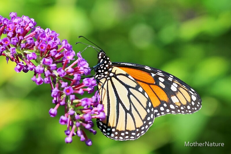 "Monarch Butterfly - Danaus plexippus - Female" by MotherNature | Redbubble