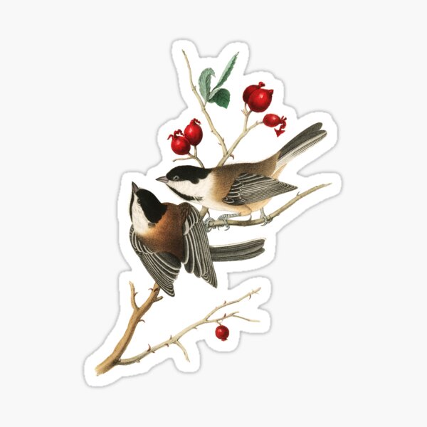 "Chickadee Bird" Sticker for Sale by MicbellaArt | Redbubble
