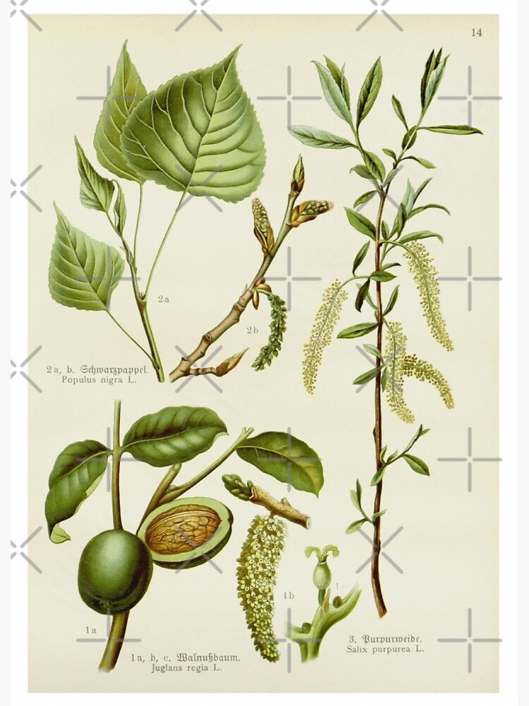 "Walnut Life Cycle" Poster for Sale by NatureLand | Redbubble