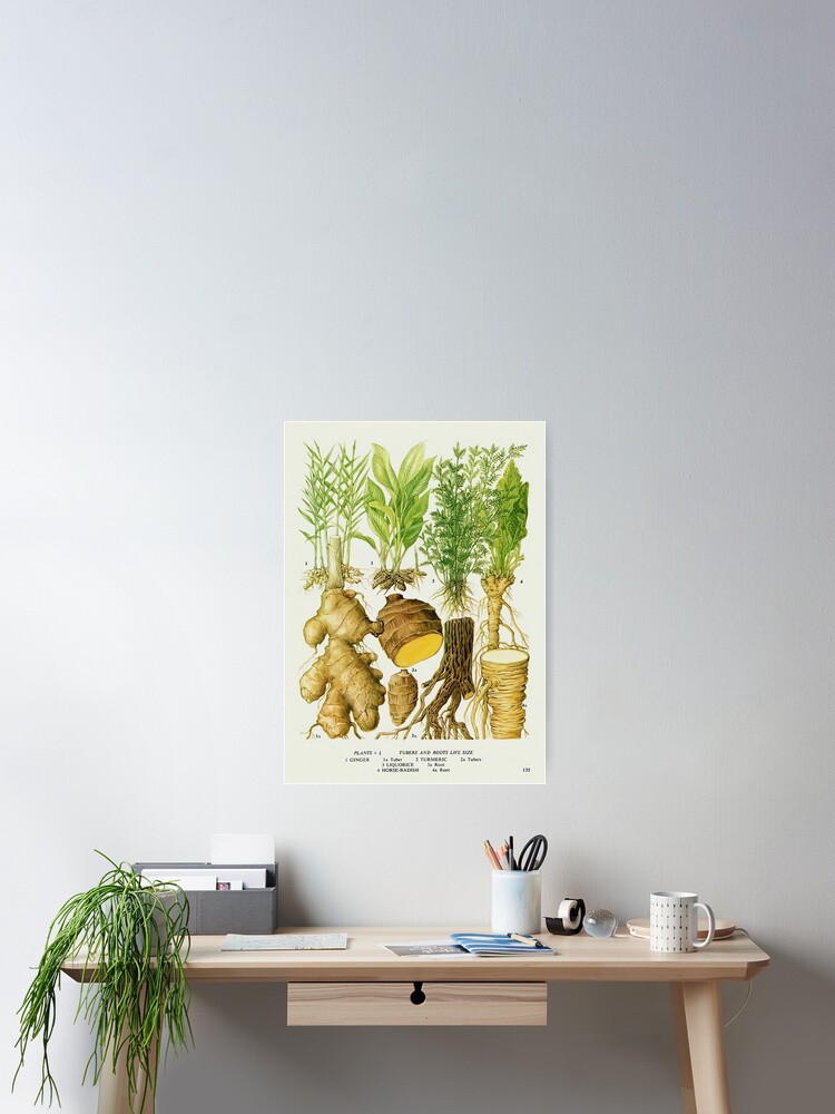 "Ginger Life Cycle" Poster for Sale by NatureLand | Redbubble