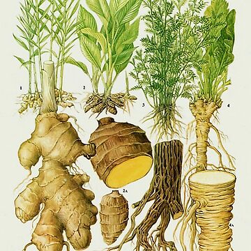 "Ginger Life Cycle" Poster for Sale by NatureLand | Redbubble