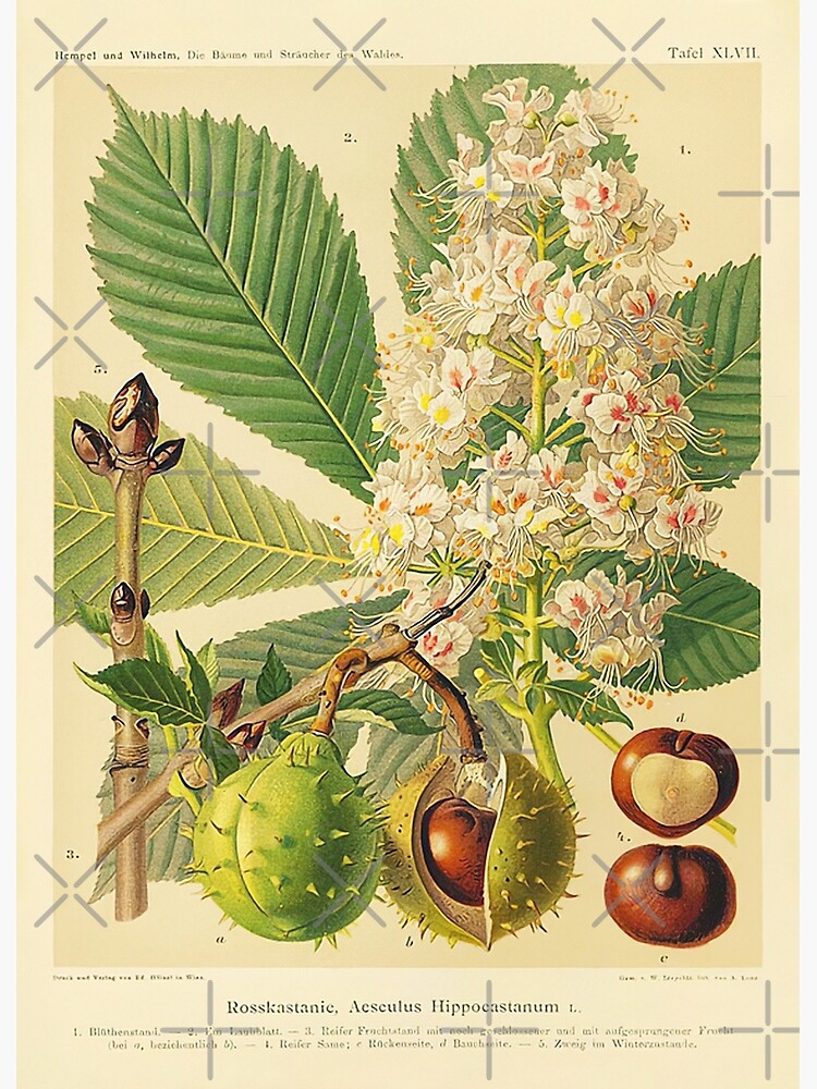 "Chestnut Life Cycle" Poster for Sale by NatureLand | Redbubble