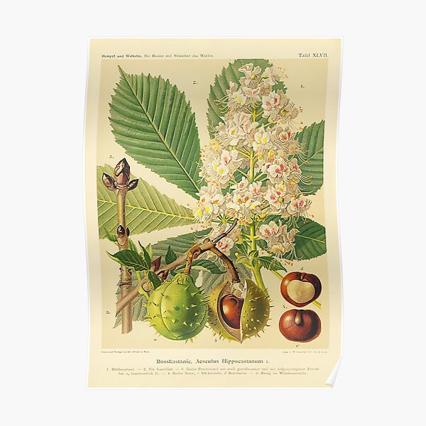 "Chestnut Life Cycle" Poster for Sale by NatureLand | Redbubble