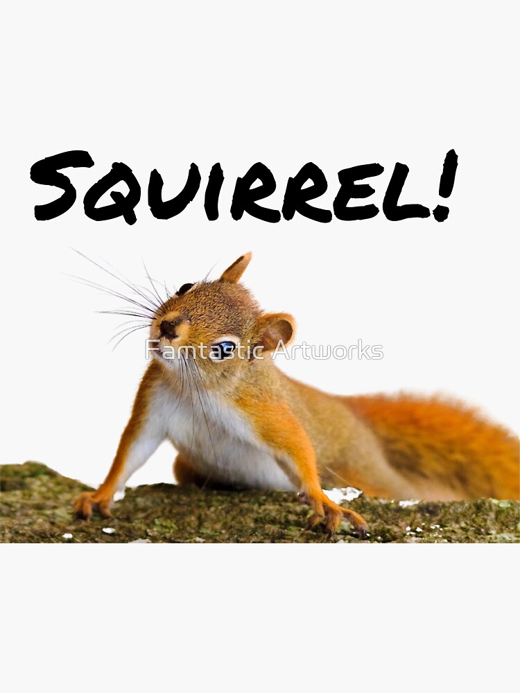 "Look A Squirrel" Sticker for Sale by jsmarone | Redbubble
