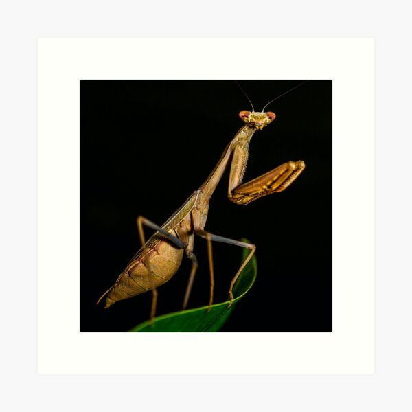 Praying Mantis with Forest Fire, Original Oil Painting or Print ...