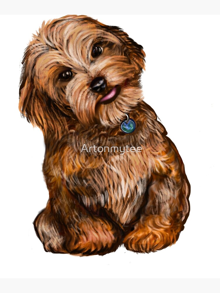 "Cavapoochon Cavapoo Cavoodle Black and Tan tilted head - cute cavalier ...