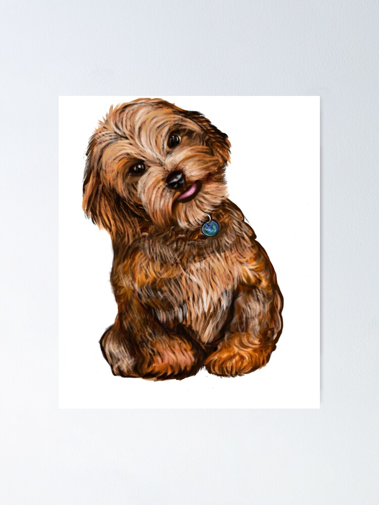 "Cavapoochon Cavapoo Cavoodle Black and Tan tilted head - cute cavalier ...