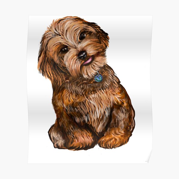 "Cavapoochon Cavapoo Cavoodle Black and Tan tilted head - cute cavalier ...