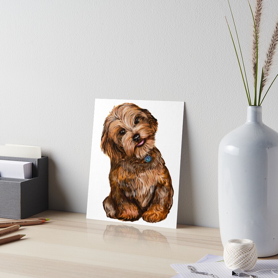 "Cavapoochon Cavapoo Cavoodle Black and Tan tilted head - cute cavalier ...