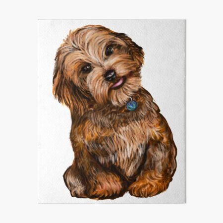 "Cavapoochon Cavapoo Cavoodle Black and Tan tilted head - cute cavalier ...