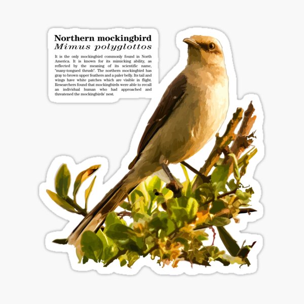 "Northern mockingbird in an overcast sky" Sticker for Sale by marphotos ...