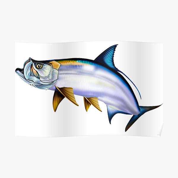"Tarpon" Poster by iColor4U | Redbubble