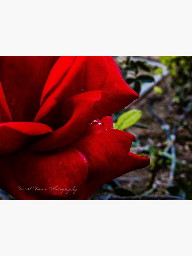 "A Perfect Rose" Sticker for Sale by DesertDamePhoto | Redbubble