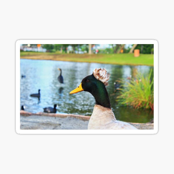 "Afro duck" Sticker for Sale by LikeISaid | Redbubble
