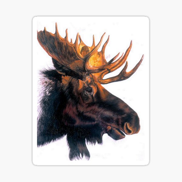 "Bullwinkle" Sticker for Sale by BarbBarcikKeith | Redbubble