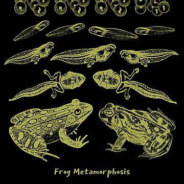 "Vintage Frog Life Cycle Design: Toad Tadpole Metamorphosis for Biology ...