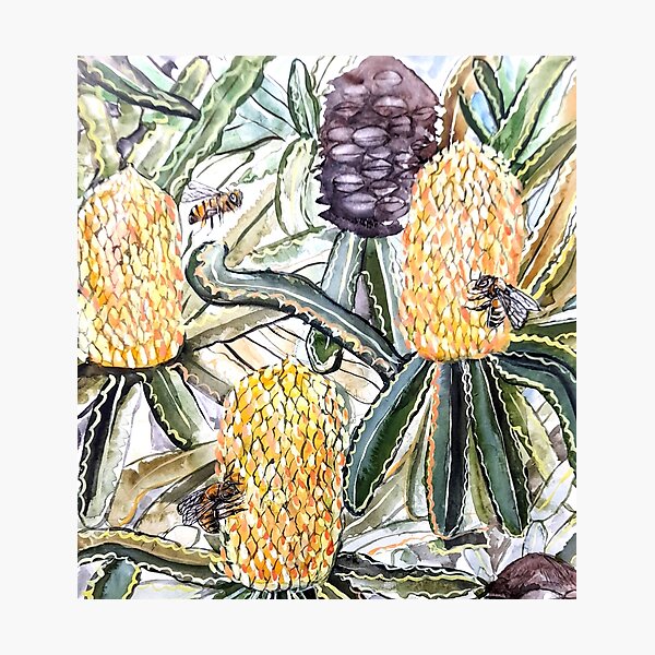 "Australische Bienen und Banksia Blumen Australische Flora und Fauna ...
