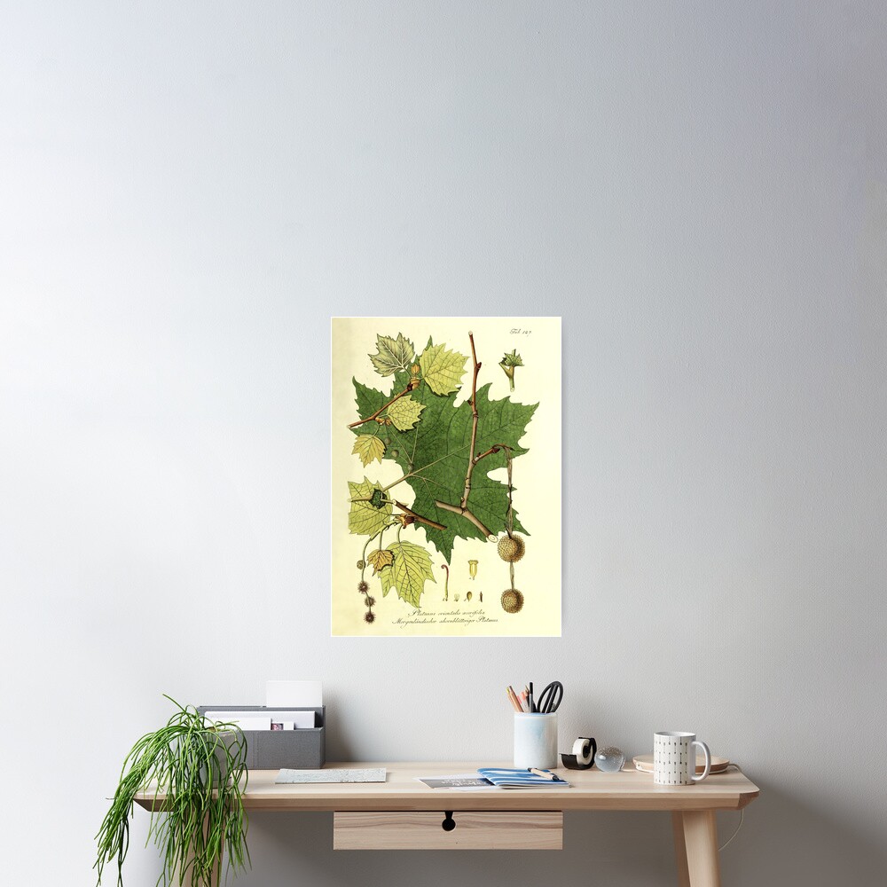"Sycamore Life Cycle" Poster by NatureLand | Redbubble