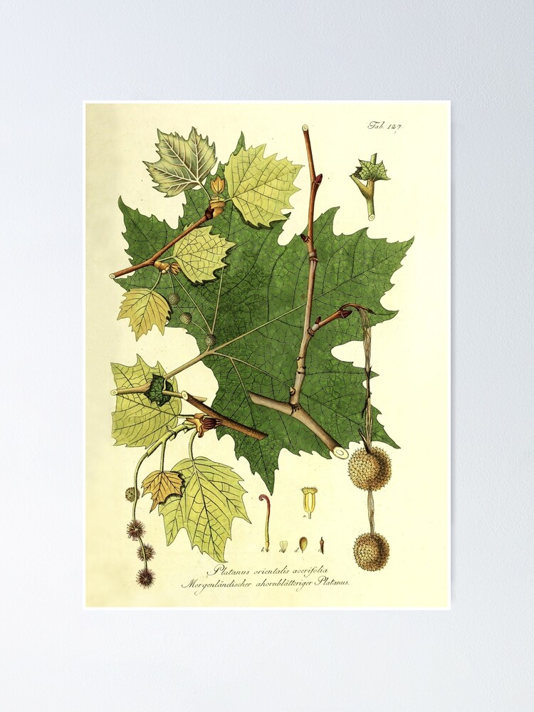 "Sycamore Life Cycle" Poster by NatureLand | Redbubble