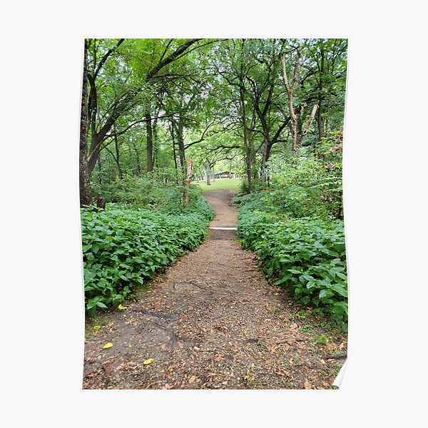 "Forest path" Poster by coffeeetoad | Redbubble